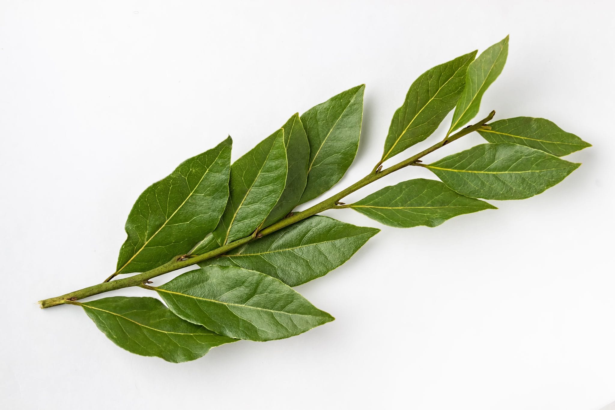 Bay Leaves: A Versatile Herb Beyond the Kitchen | The Seasoning Road