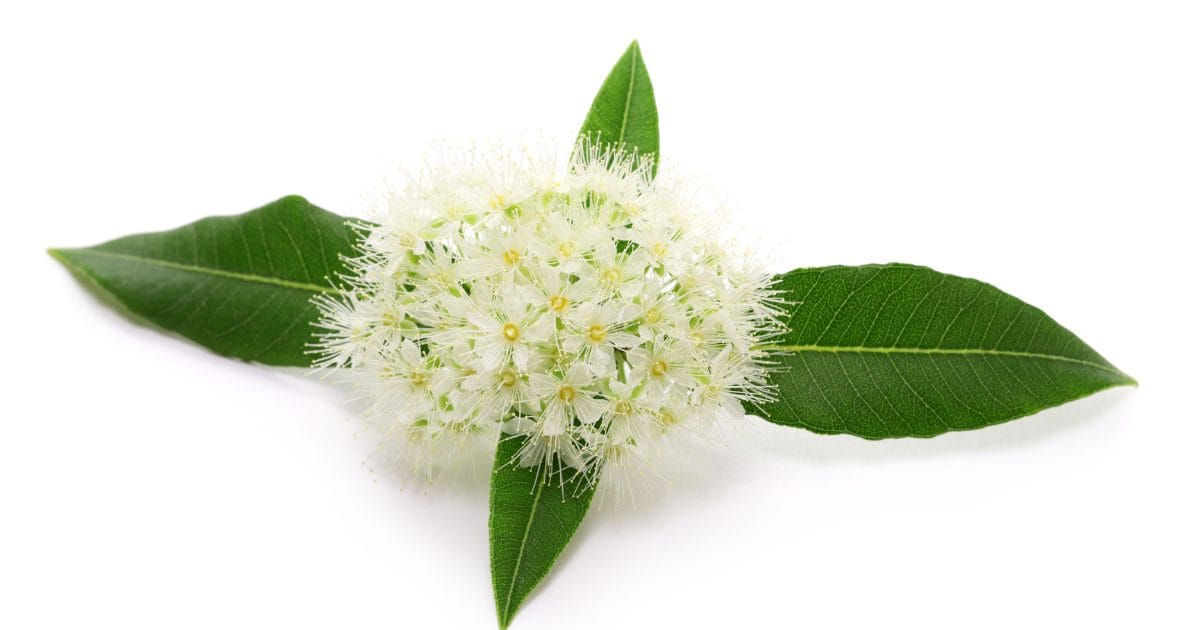 Unlocking the Delights of Lemon Myrtle | The Seasoning Road